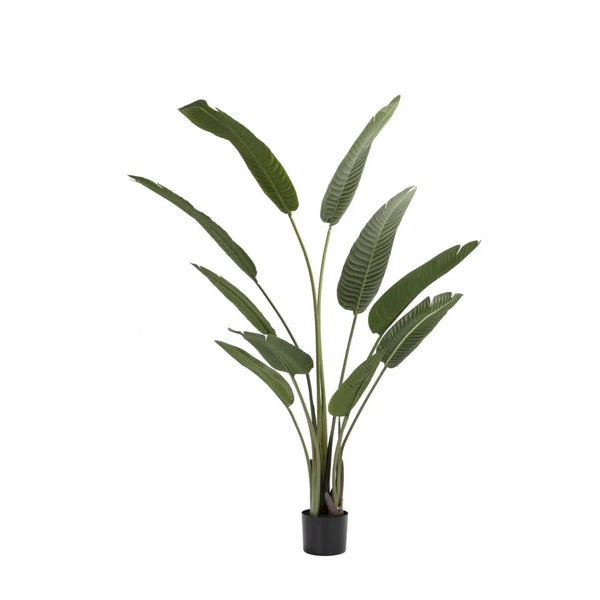 Decofurn | Birds of Paradise Plant in Pot- 160cm(h) | R799 – Decofurn ...