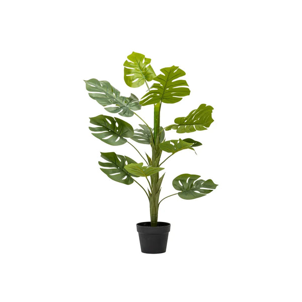 Decofurn | Delicious Monster Plant in Pot - 104cm | R399 – Decofurn ...