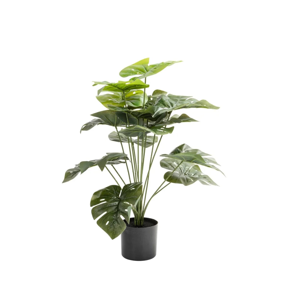 Decofurn | Delicious Monster Plant in Pot- 66cm | R279 Save – Decofurn ...