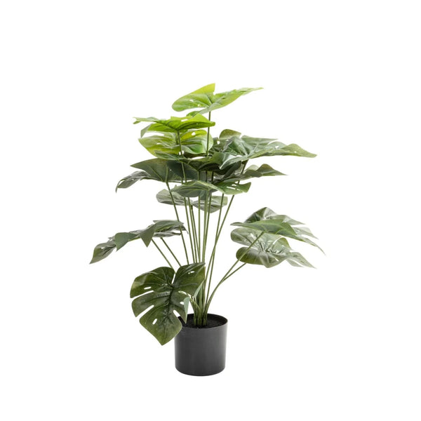 Decofurn | Delicious Monster Plant in Pot- 66cm | R279 Save – Decofurn ...