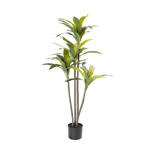 Decofurn | Dracaena Fragrans Plant in Pot - 120cm(h) | R499 – Decofurn ...
