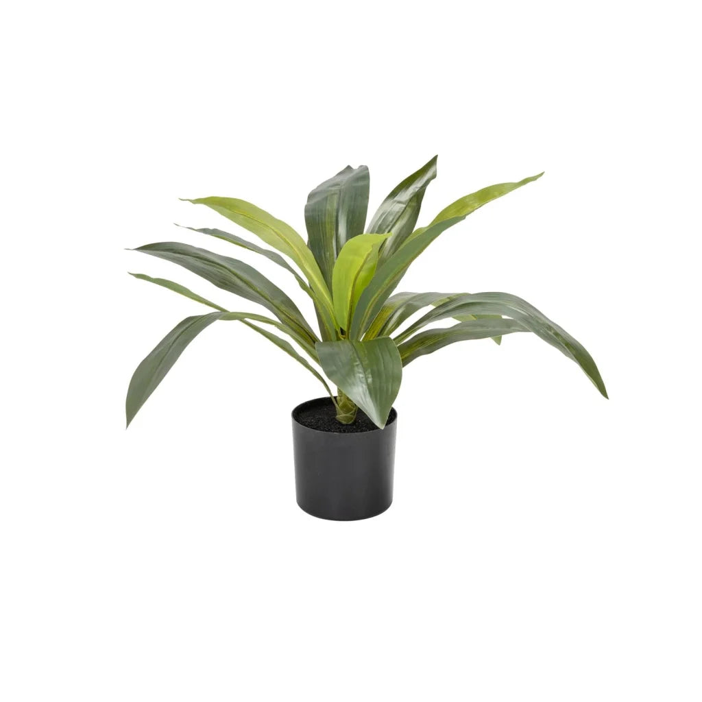 Decofurn | Dracaena Fragrans Plant in Pot - 50cm(h) | R249 – Decofurn ...