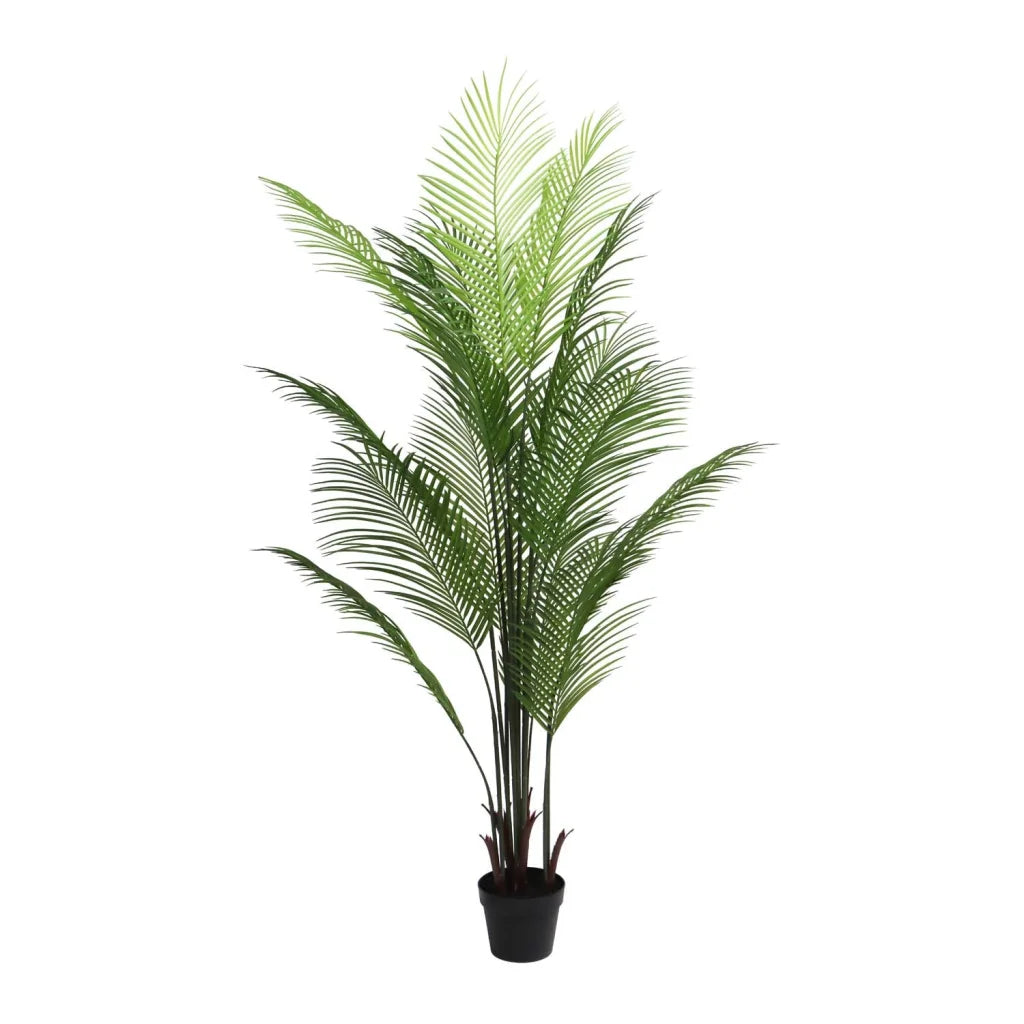 Decofurn | Phoenix Palm Tree in Pot - 160cm | R859 Save 20% – Decofurn ...
