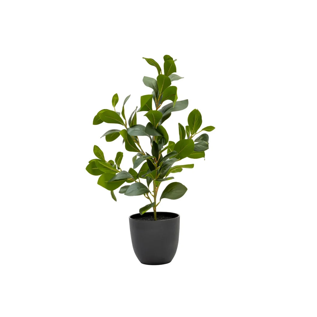 Decofurn | Rubber Plant in Pot - 51cm | R199 Save 20% – Decofurn Furniture